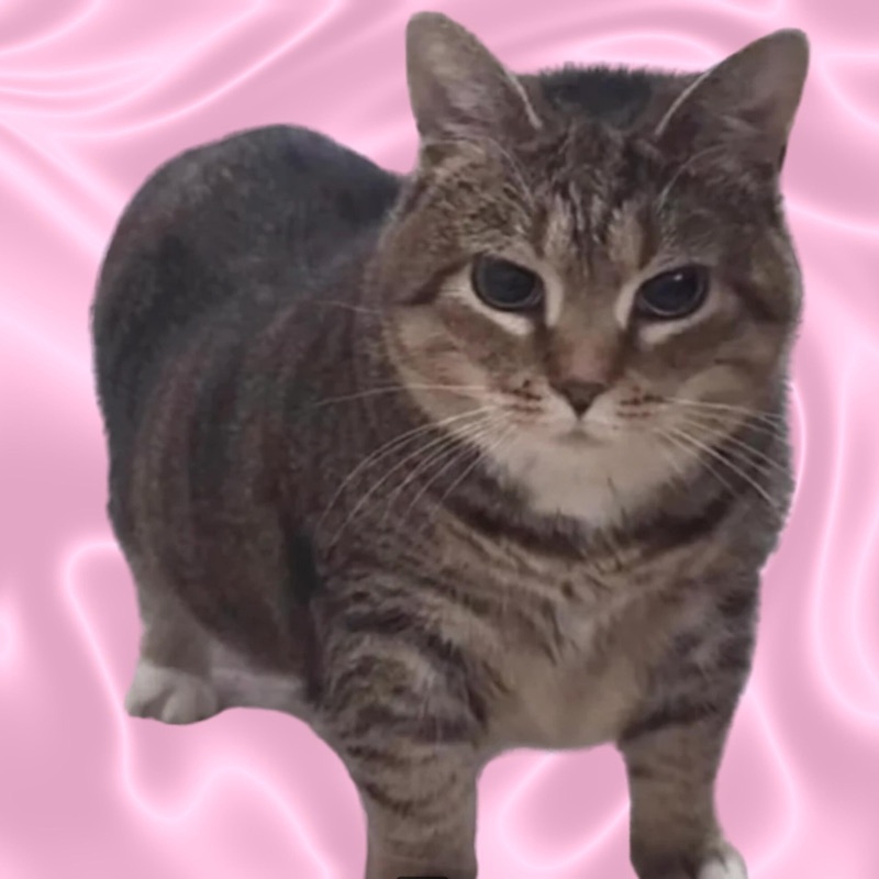 OIIA Cat x Die with a smile - Noob Viral: Song Lyrics, Music Videos ...