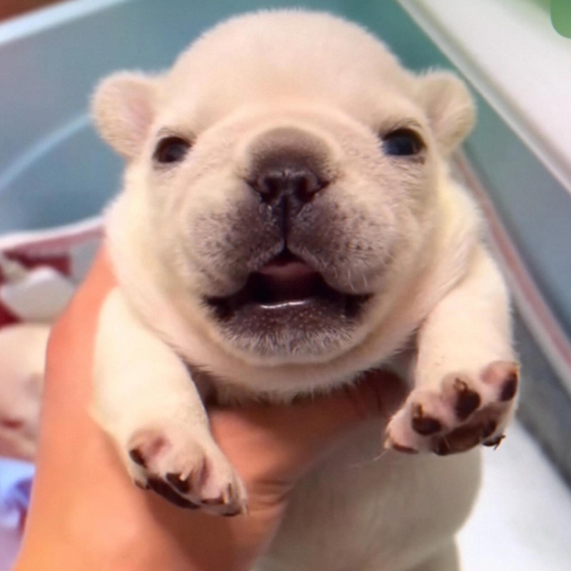 The Pibble Theme - Snafu.: Song Lyrics, Music Videos & Concerts