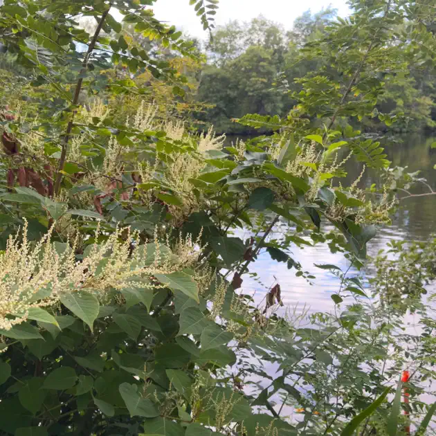 ‎Where have all the birds gone? - Single by Lale Berke-Jenkins — Apple ...