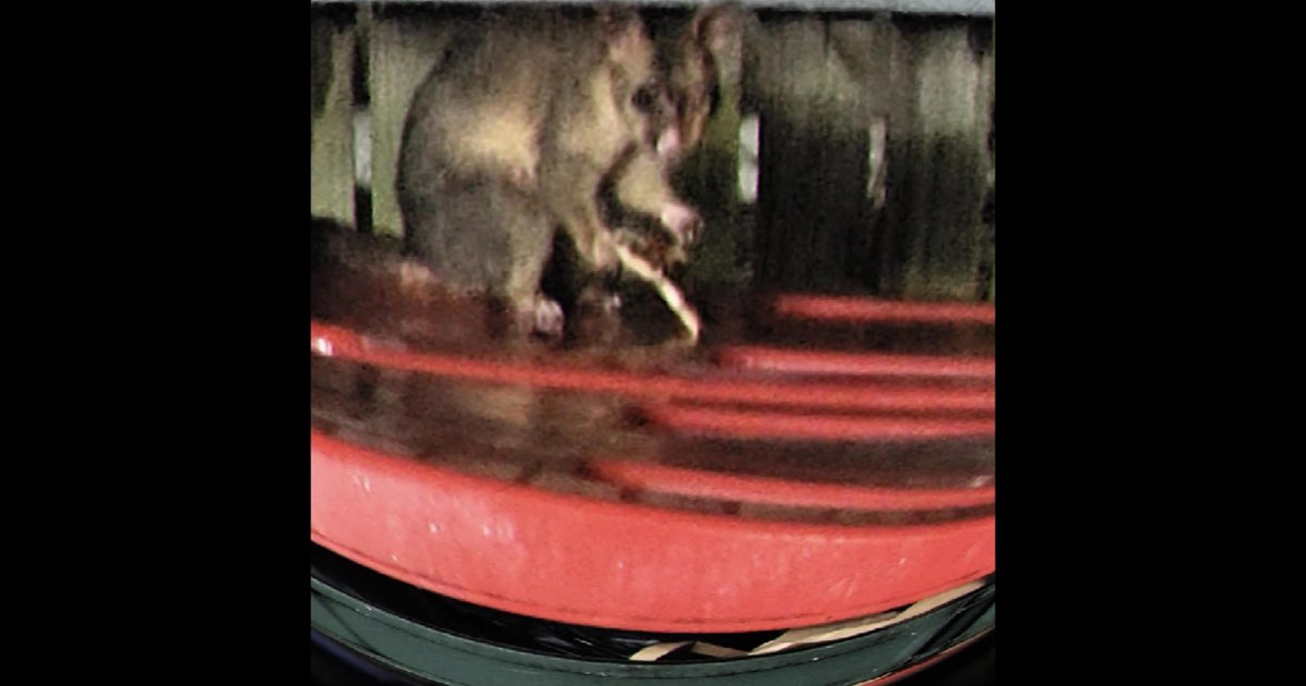 ‎I SMELL MARIJUANA (feat. Garry The Possum Man Sir) - Single - Album by ...