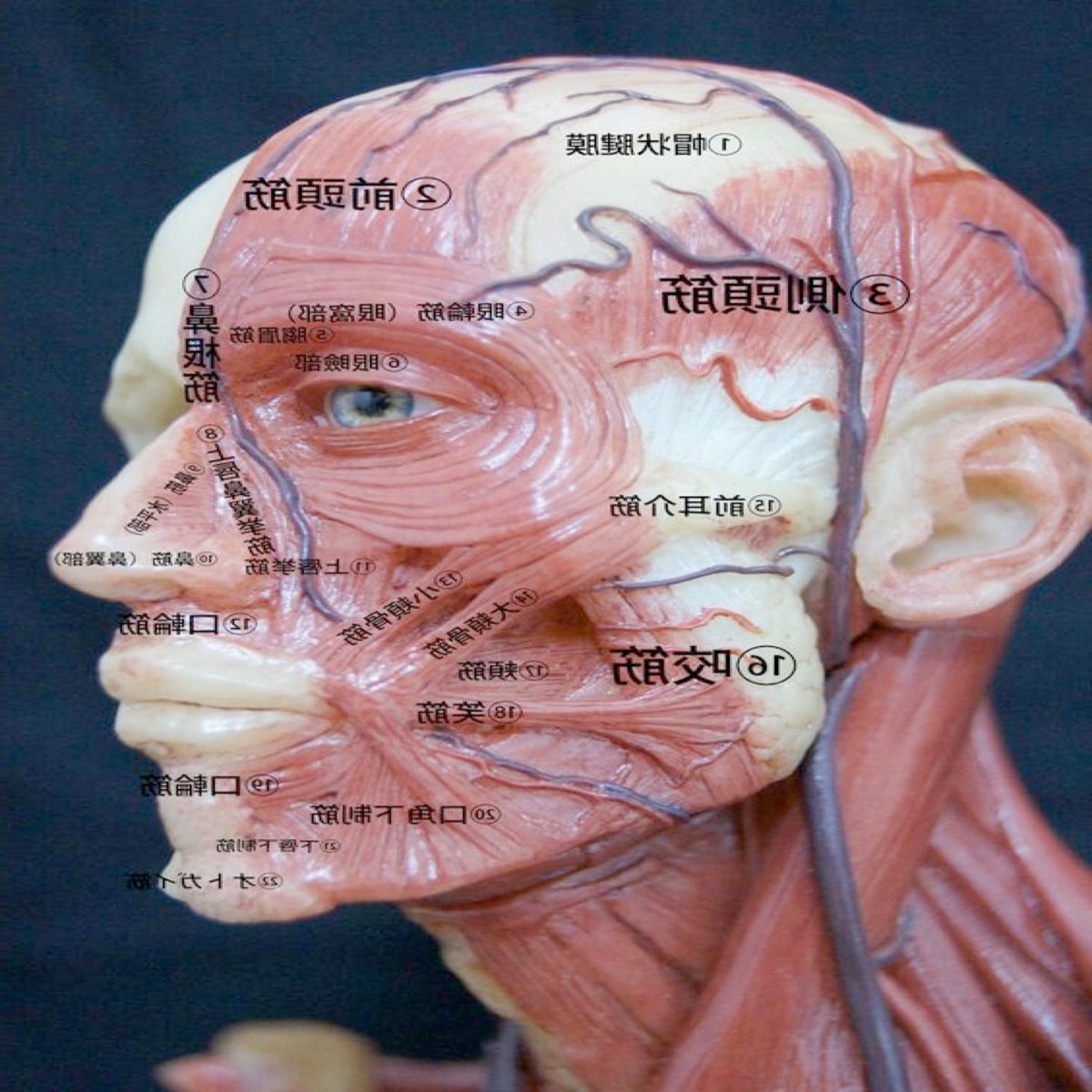 ‎Torrent malaysia Extreme 01101000 01110101 01100111 01100101 00100000 ...