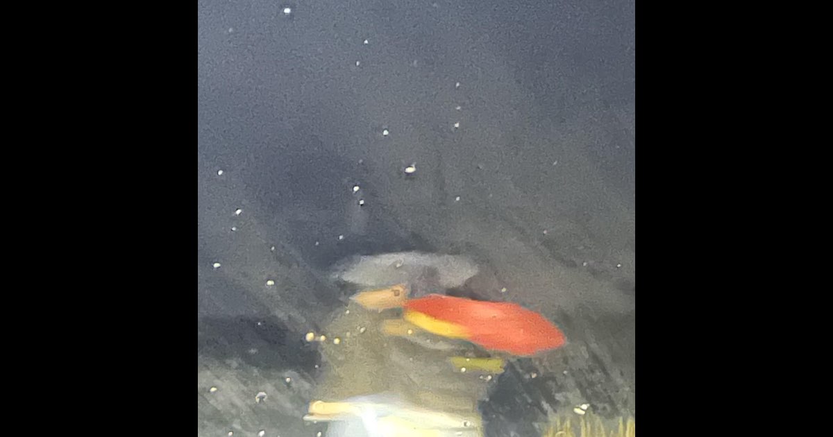 ‎faults (Dram interpolation) - Single - Album by Calvin-Maysun Pink ...