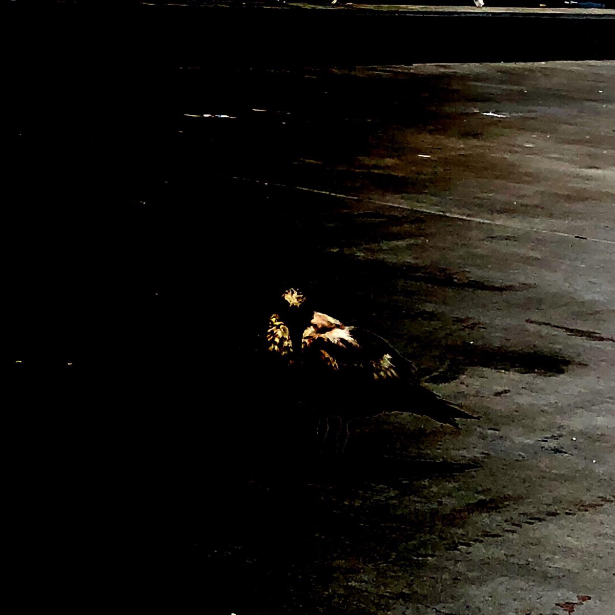 ‎XXX - Single - Album by JT Young - Apple Music