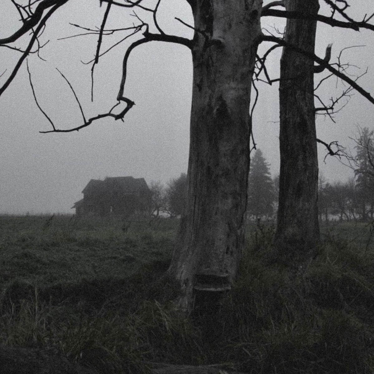 ‎The Field - Album by Palinopsia - Apple Music