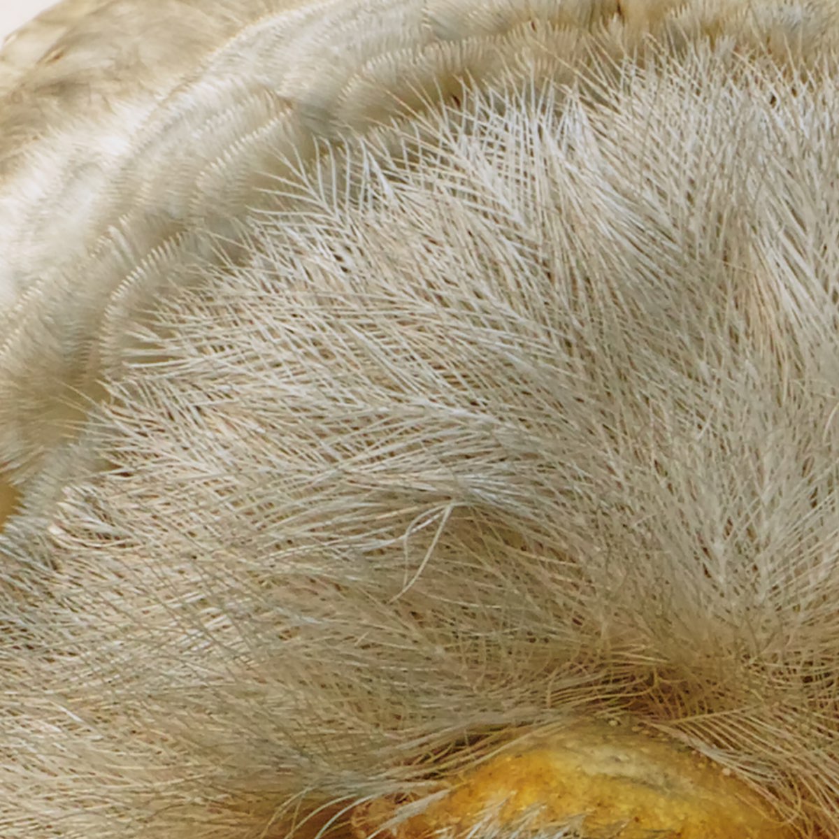 ‎Jack Was Passing an Inn and Fancied a Pint of Beer (feat. Sorren ...