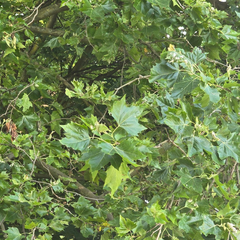 Post Apocalyptic Rock (feat. Caleb Arredondo) - Qouinn: Song Lyrics ...