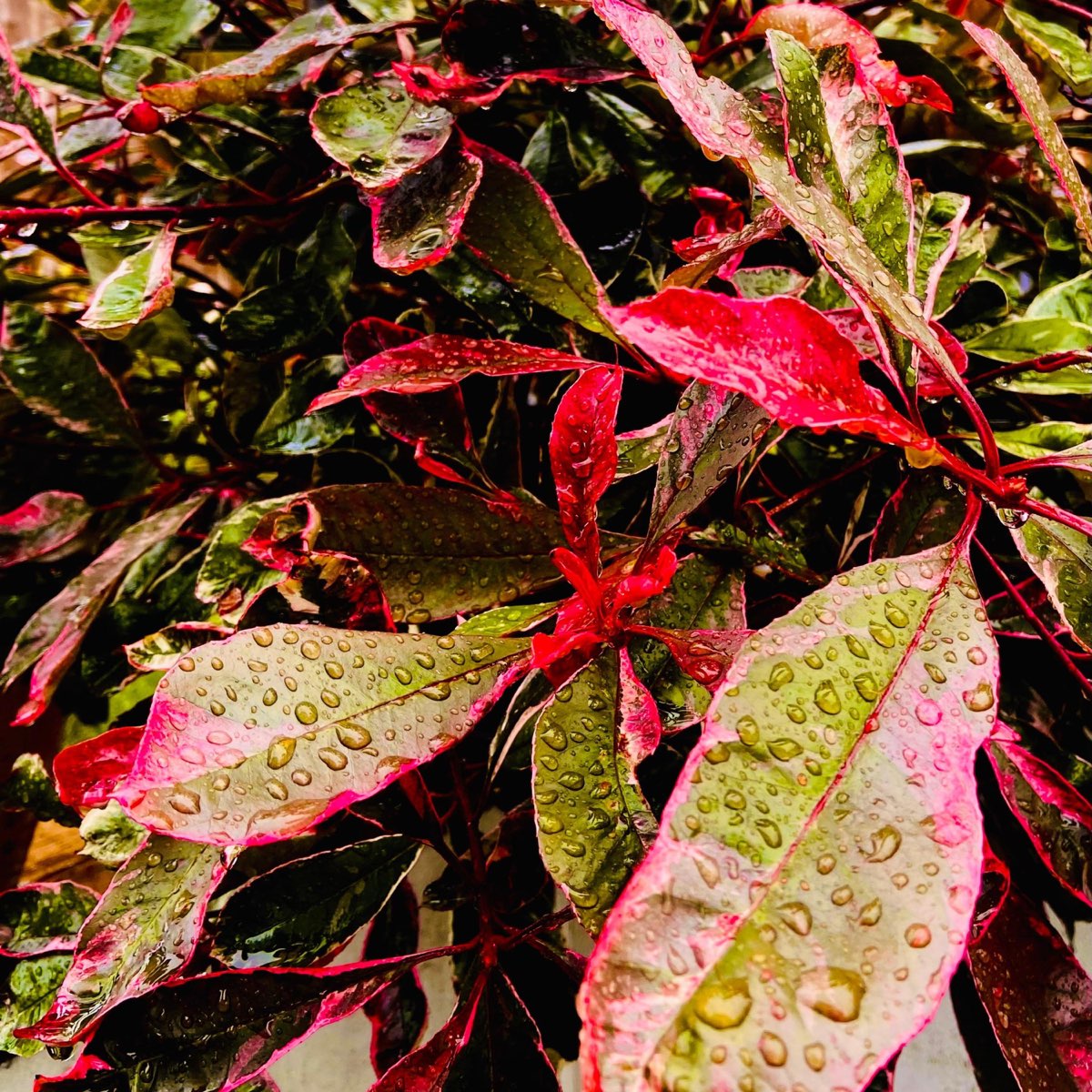 ‎Autumn leaves ep (Ben Howarth & James Atkinson) - Album by James ...
