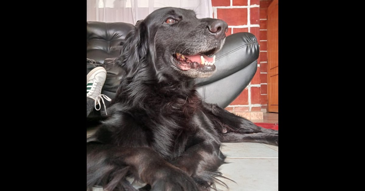 ‎Mcdd - Single - Album by EFE Lipe - Apple Music