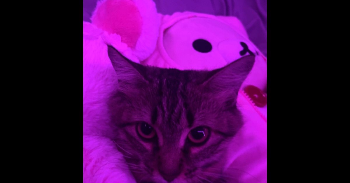 ‎outline / soser (DJ PEDOPHILE EXCLUSIVE) - Single - Album by arqez ...