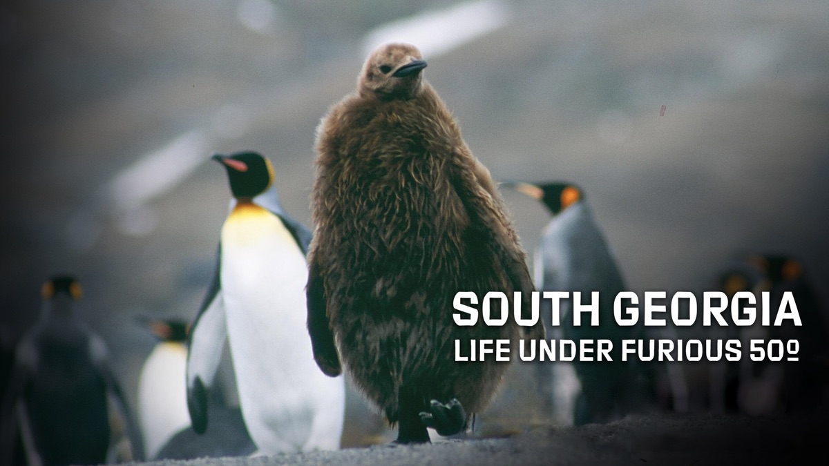 ‎South Georgia: Life Under Furious Fifties - Apple TV