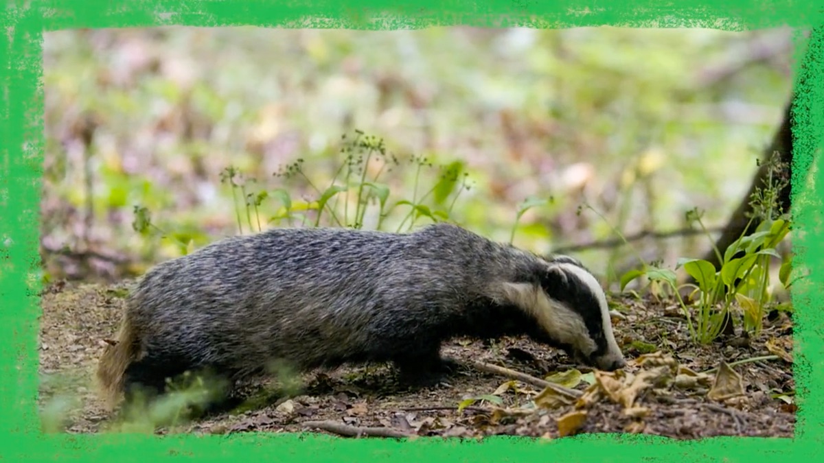 Meet the Badgers - Milkshake! Badgers Their Secret World (Series 1, Episode 1) - Apple TV (UK)