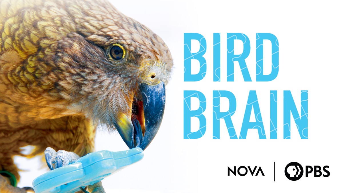 Bird Brain - Apple TV