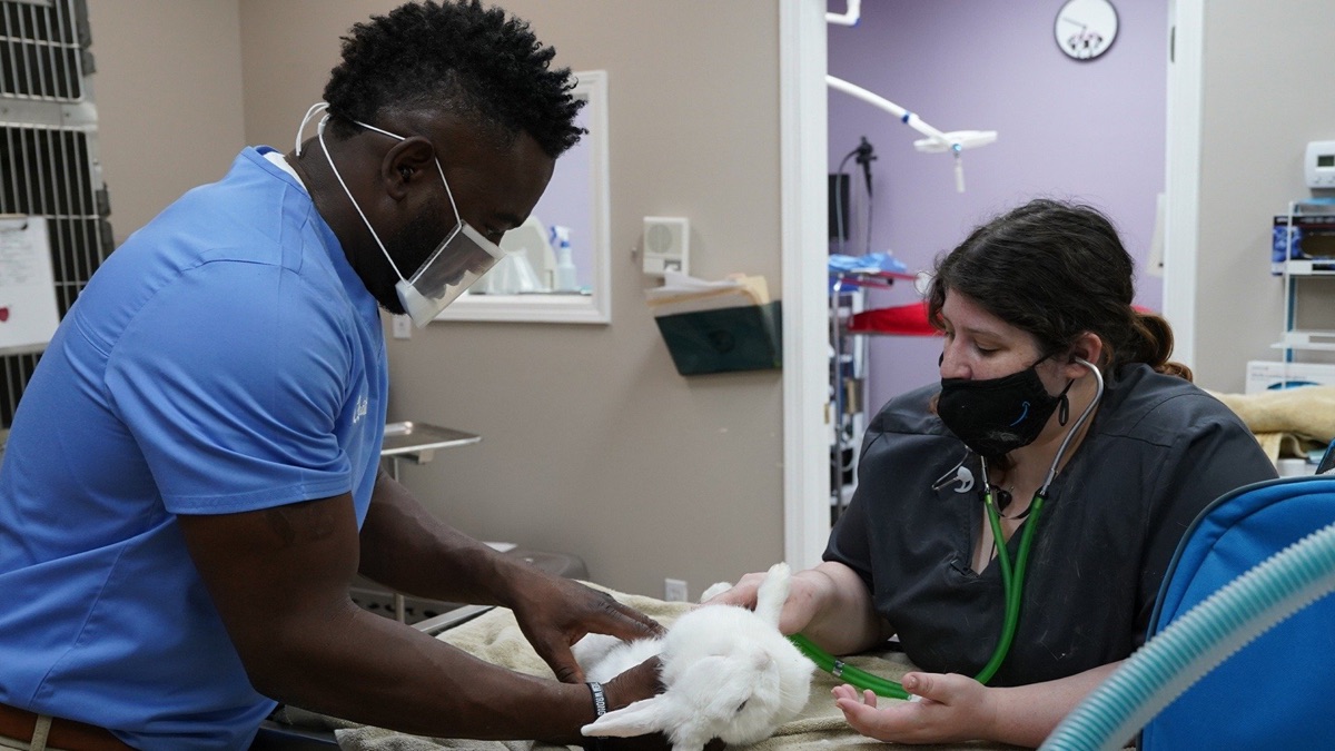 Lucky Ducky - Critter Fixers: Georgia Vets (Series 2, Episode 4 ...