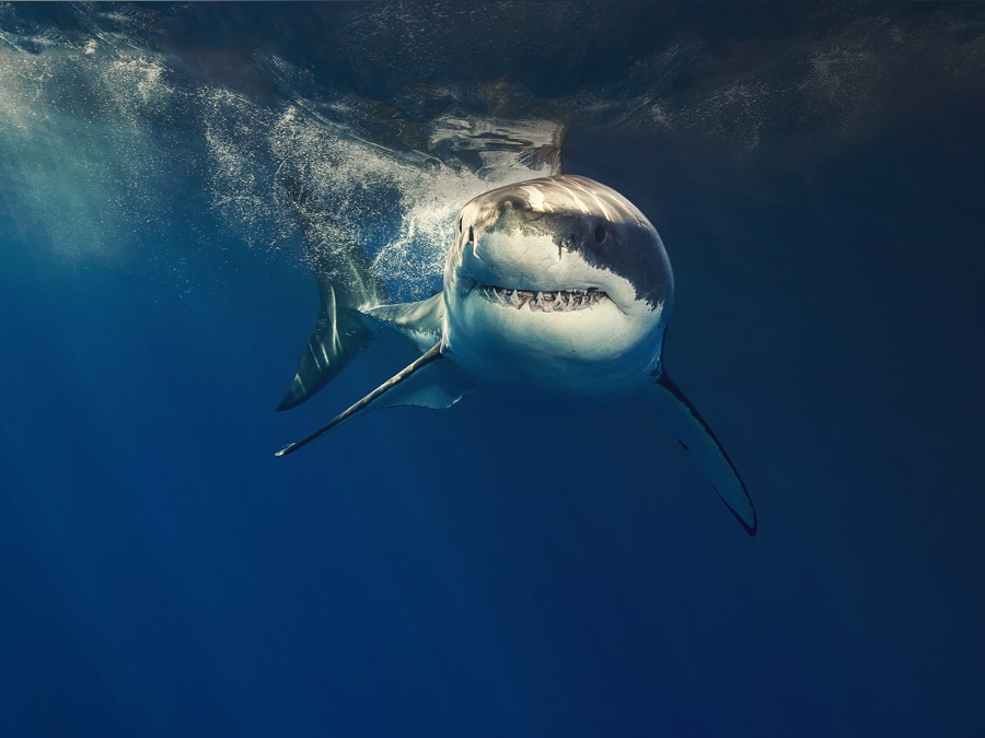 Shark School With Michael Phelps - Apple TV