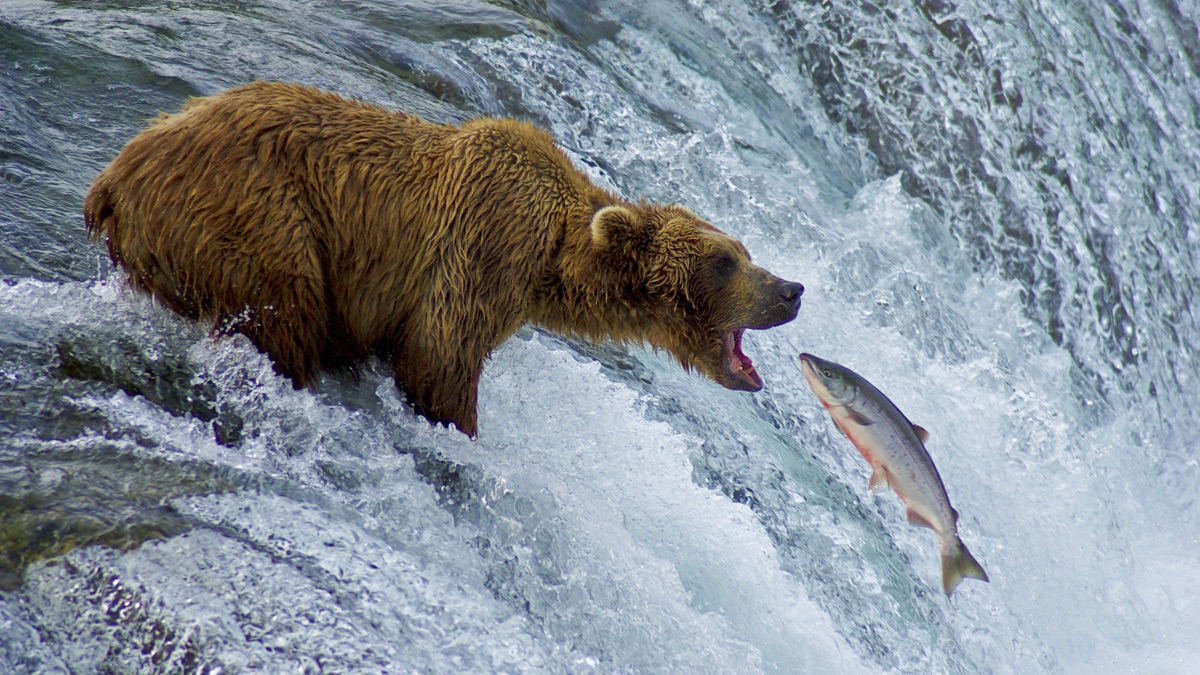 ‎Grizzly Bears - Andy's Wild Adventures (Series 1, Episode 11) - Apple ...