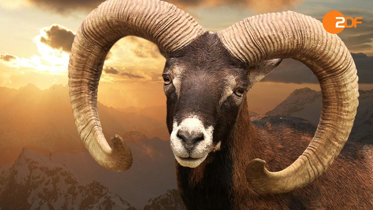 Coasts - Wild Germany (Series 1, Episode 1) - Apple TV (UK)