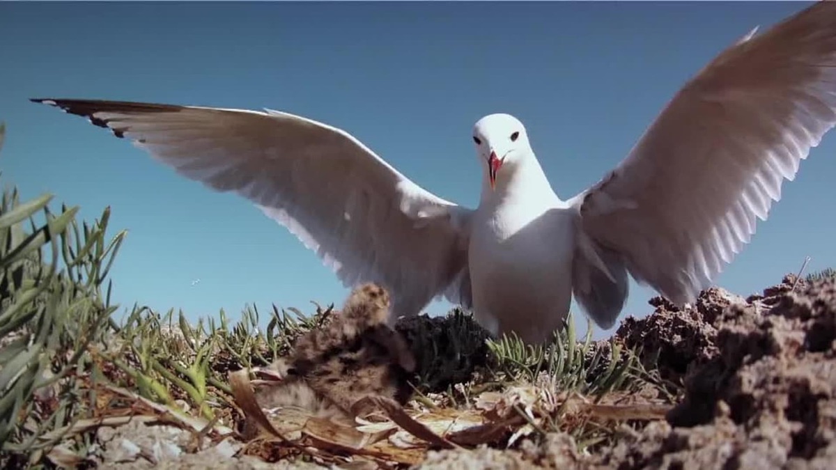 Evolution in Isolation - Apple TV