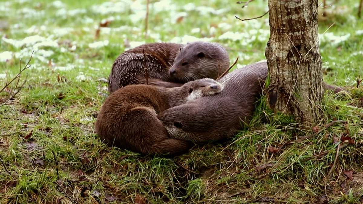 Autumn Babies - Baby Animals In The Wild (Series 4, Episode 2) - Apple ...