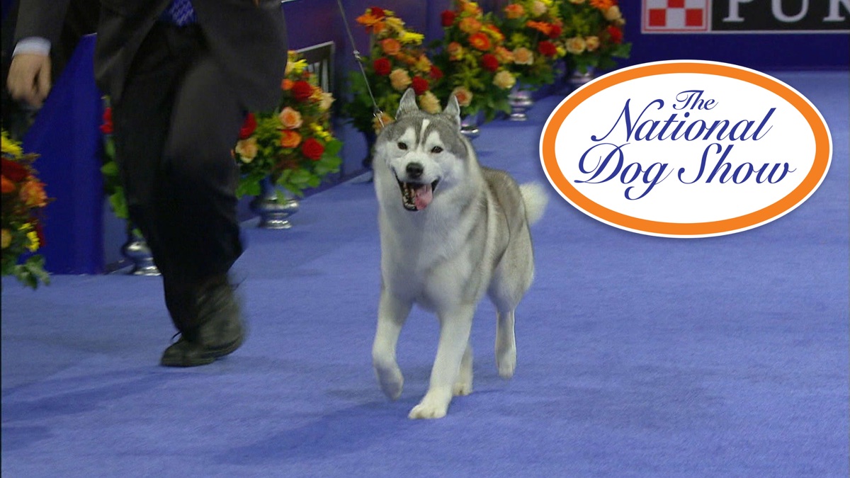 ‎The National Dog Show - Apple TV