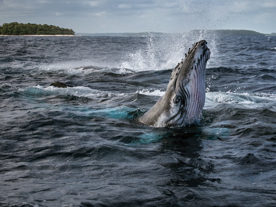 Secrets of the Whales - Apple TV