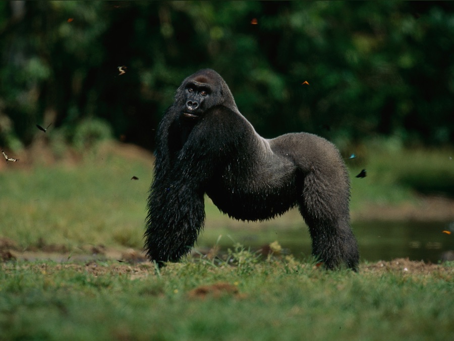 Kingdom of the Apes: Battle Lines - Apple TV