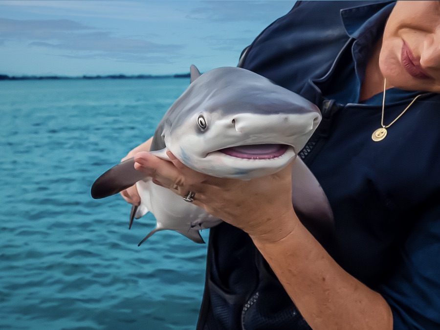 Baby Sharks - Apple TV