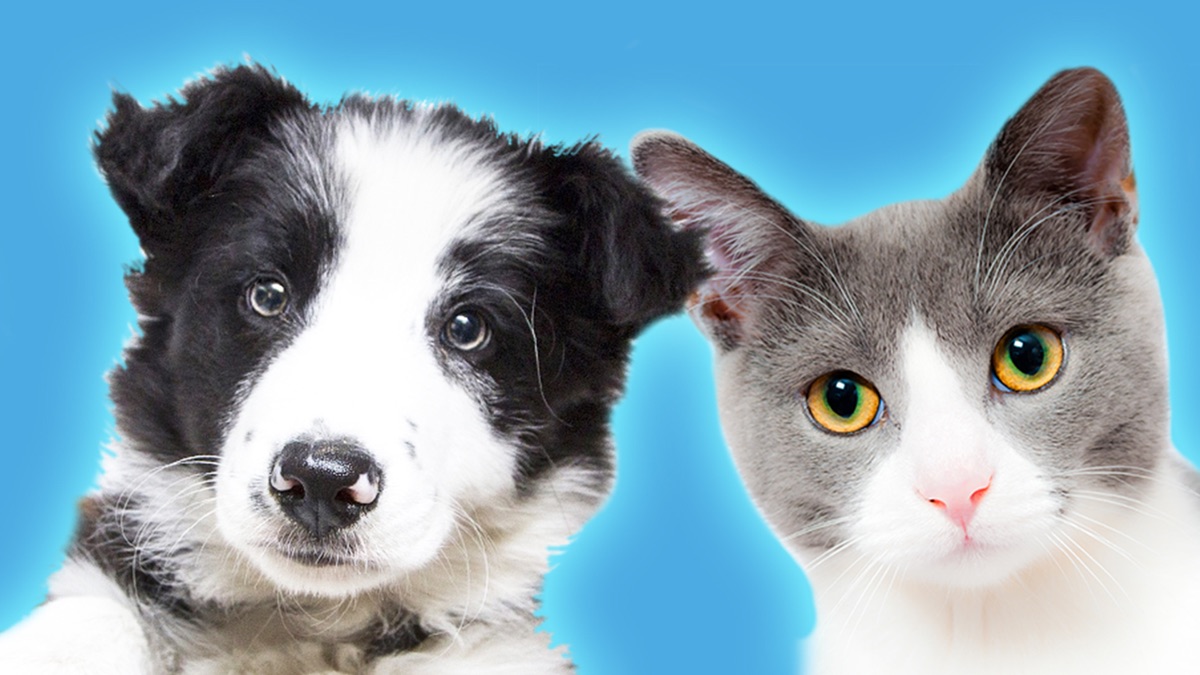 The Funny Life of Pets - Apple TV