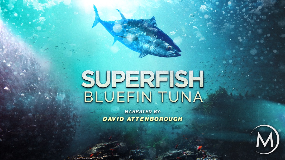 Superfish: Bluefin Tuna - Narrated by David Attenborough - Apple TV