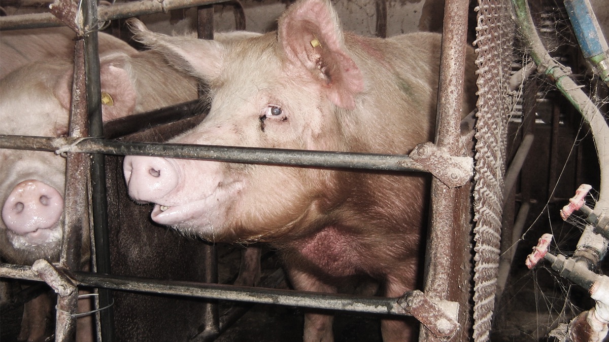 Death on a Factory Farm - Apple TV