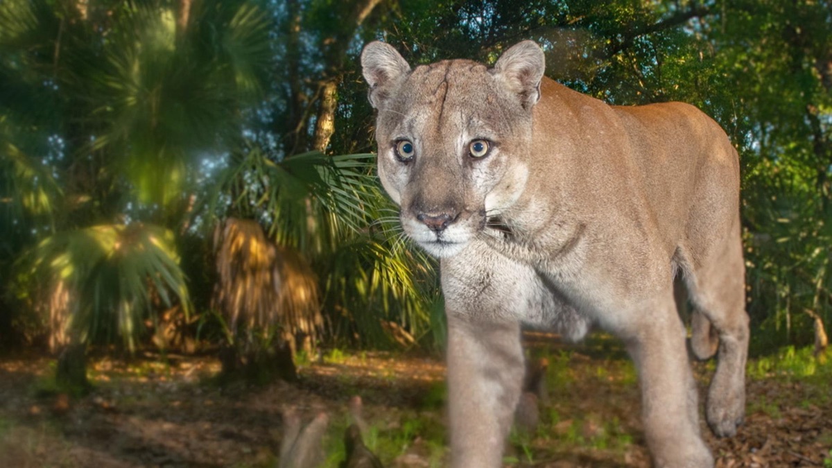 Pathway to Protection - Wild Kingdom: Protecting the Wild (Season 1 ...