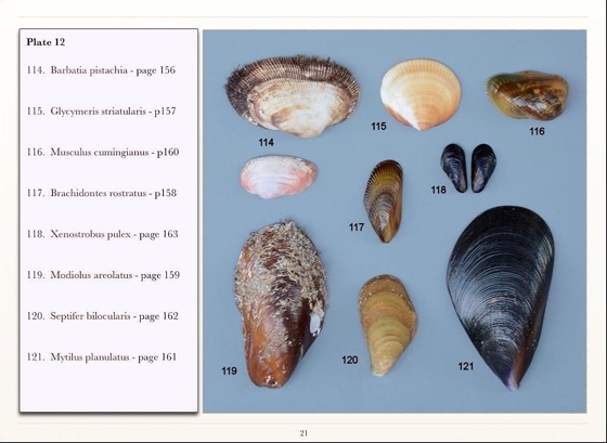 ‎Guide to Seashells Found on Perth Beaches, Western Australia on Apple ...