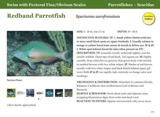 ‎Reef Fish Identification - Florida Caribbean Bahamas on Apple Books