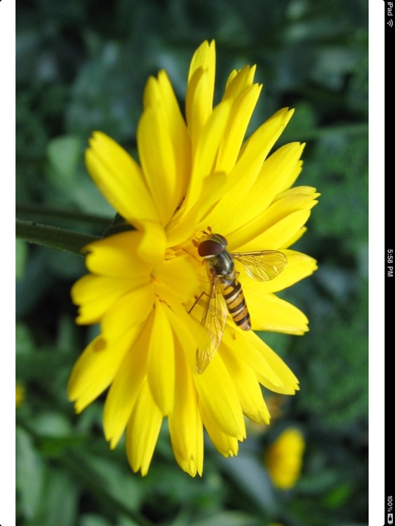 Wallpapers HD: Wikipedia pictures of the year by Agiliq