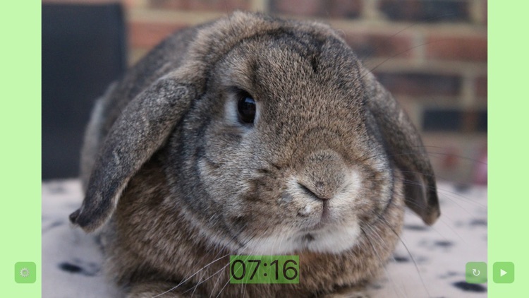 Bunny Timer PLUS: Cute Rabbit Photos Every Second! by Rob Sturgeon