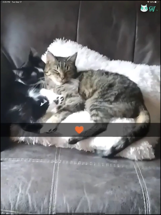 Cats Cuddling Gif