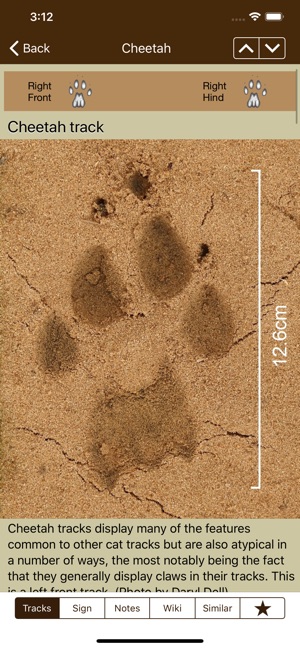 Cheetah Tracks