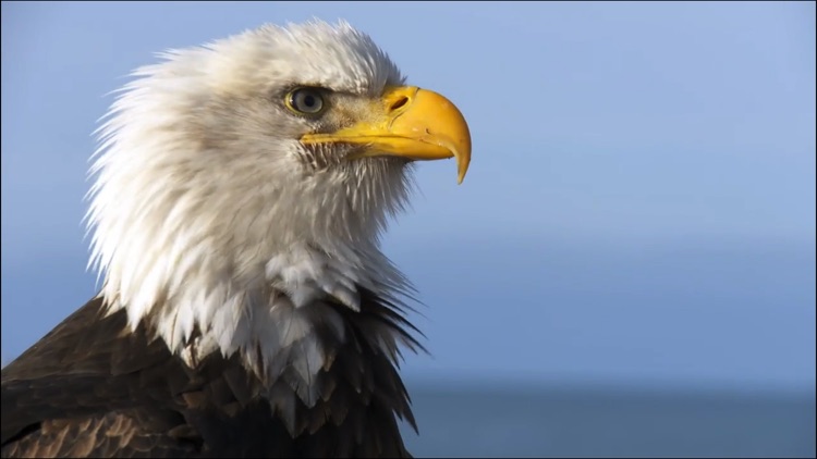 Video Touch - Wild Birds by SoundTouch Interactive LTD