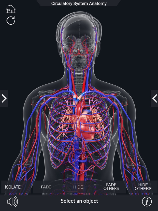 Circulatory System Animation