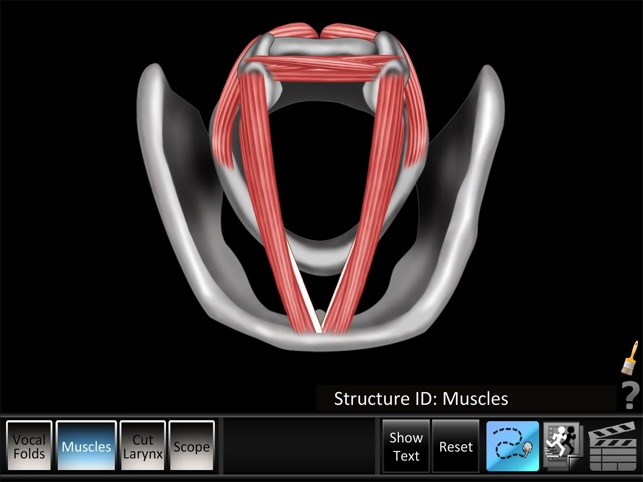 Vocal Fold Muscles