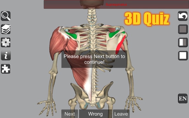 Interactive 3d Human Anatomy Shoulder