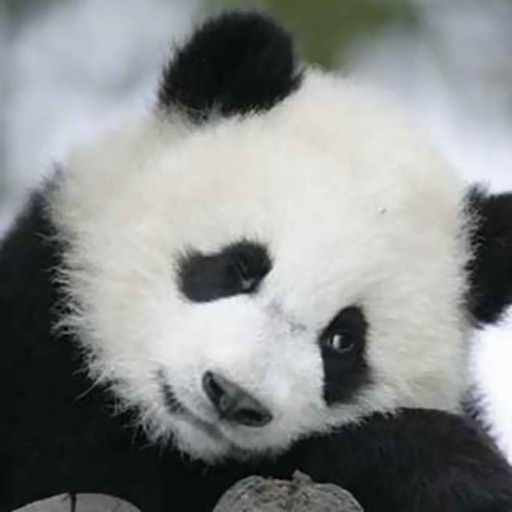 Cute Pandas - Pretty Panda Pictures by Darmell Studio