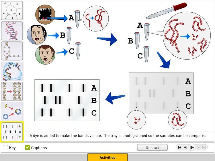 DNA from Sunflower Learning by Sunflower Learning Ltd