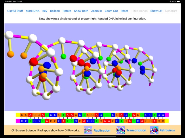 3d Dna Model Labeled