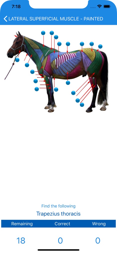 Equine Anatomy Learning Aid - Books App | MWM