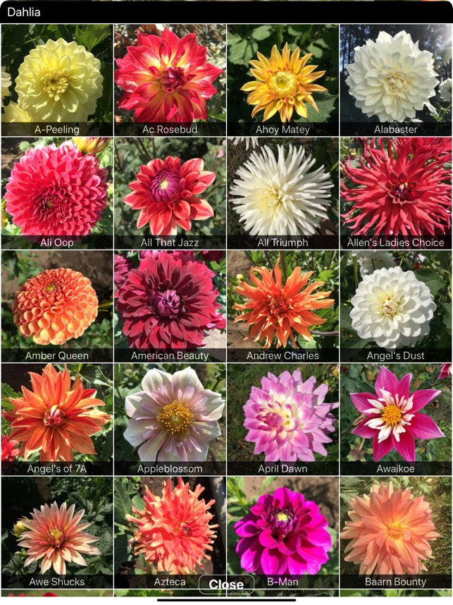 Dahlia Identification Chart