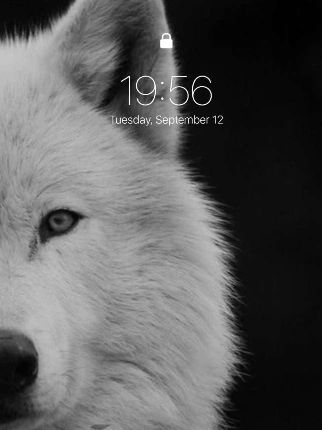 Lone Black Wolf Wallpaper