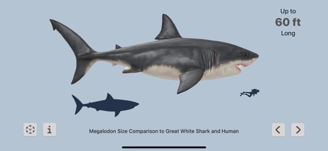 Megalodon: The Ancient Shark