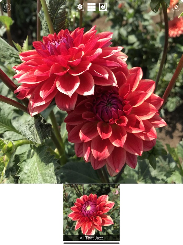 Dahlia Identification Chart