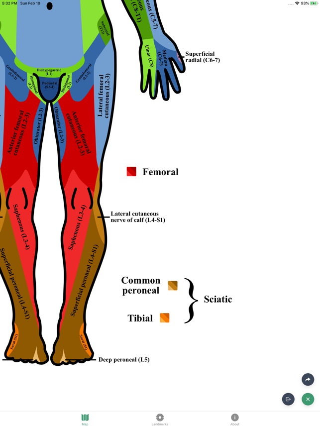 Lower Limb Dermatome Map