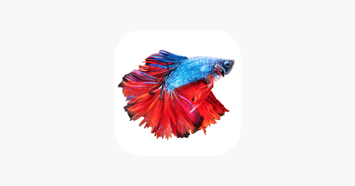 ‎Betta Fish - Virtual Aquarium on the App Store